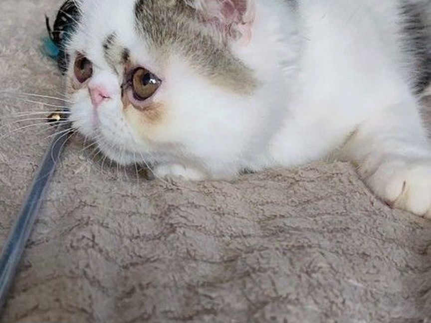 Экзотический короткошерстный котик