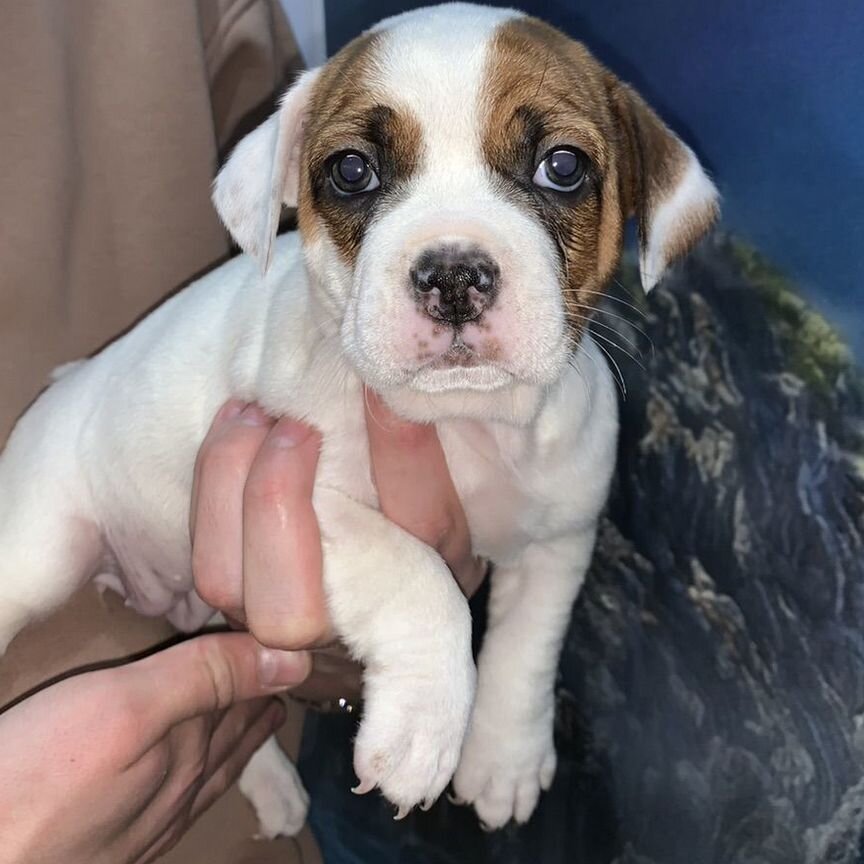 Щенки французского бульдога