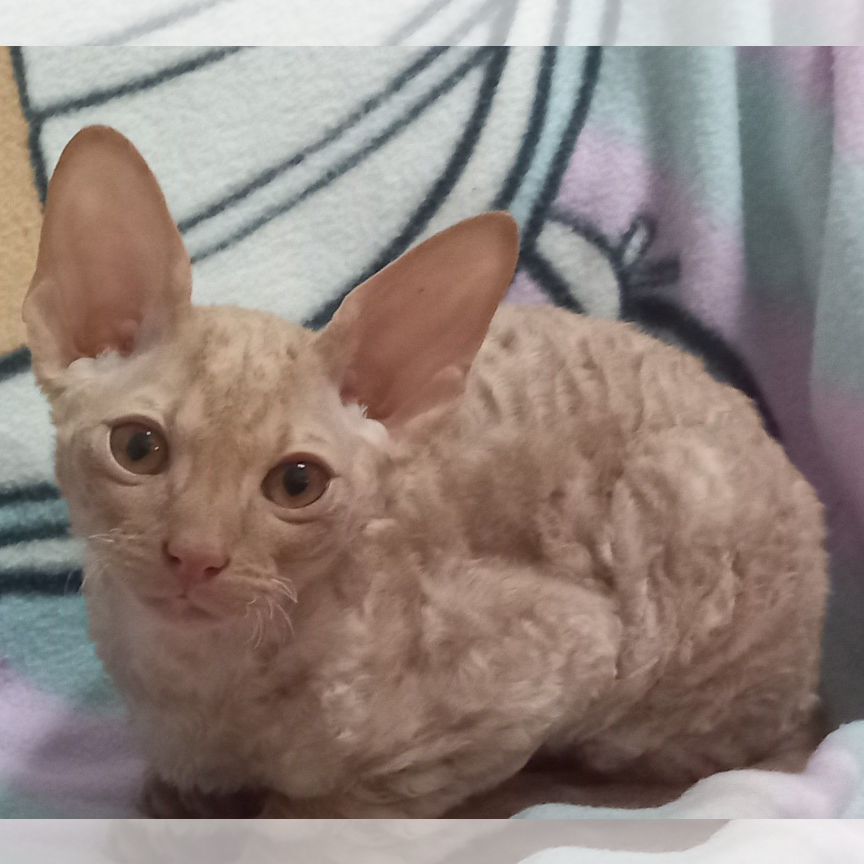 Корниш-рекс котёнок