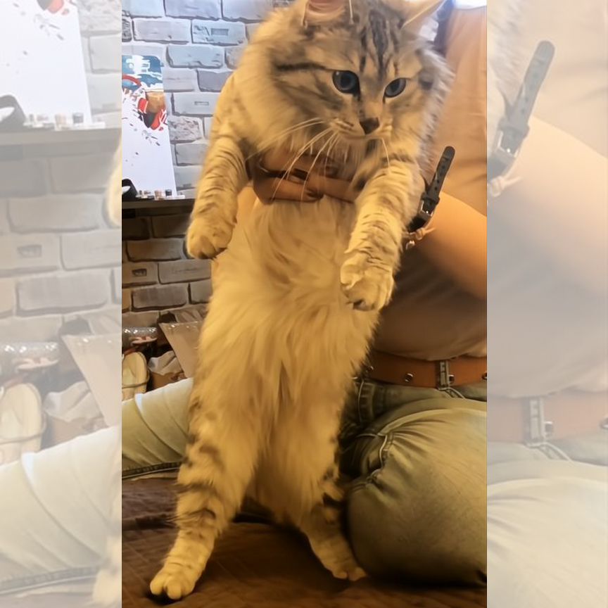 Взрослая, Девочка кошка в добрые руки