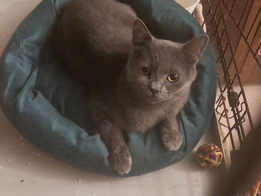 Котик очень хочет в семью