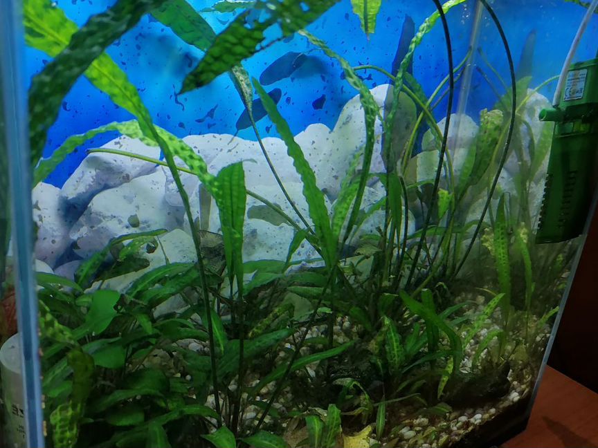 Аквариумы 38, 10 и 10 литров