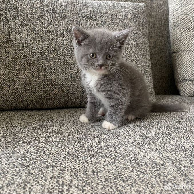 Милая Дымка в поисках дома