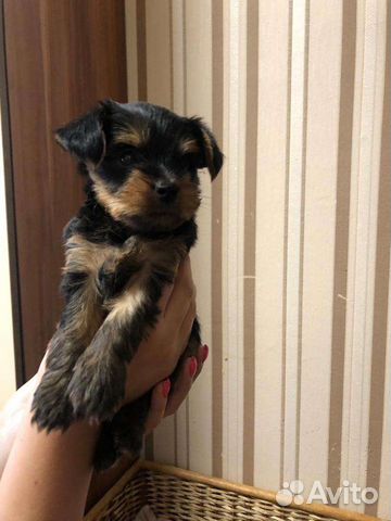Йоркширский терьер щенки