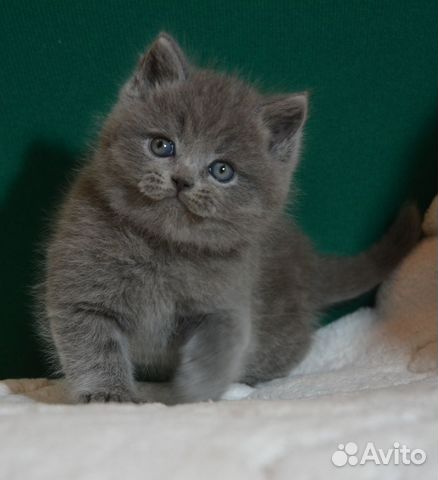 Британская классика
