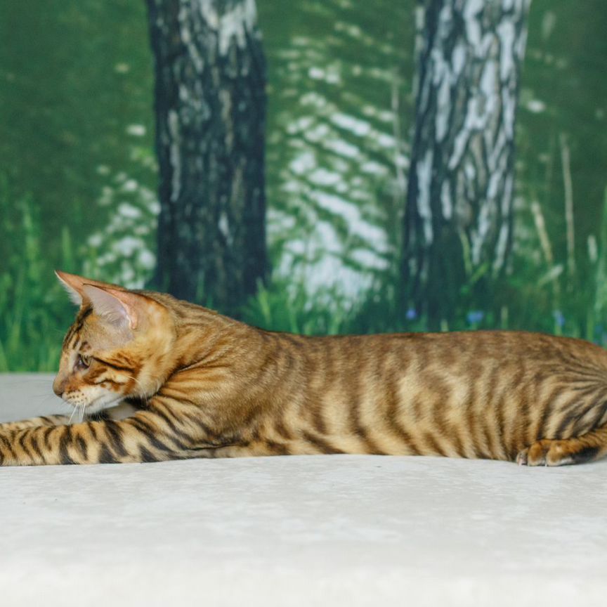 Котенок тойгер