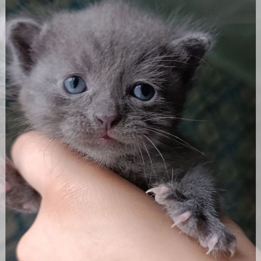 Котёнок в добрые руки