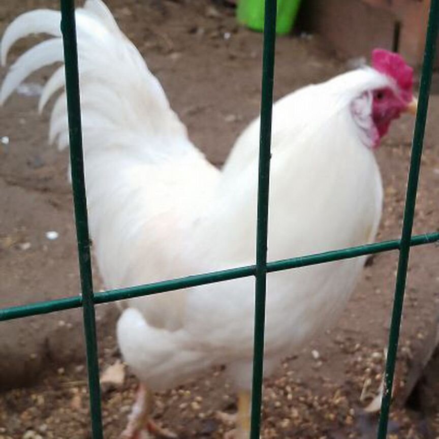 Петушок. Смесь Араукана и Леггорн