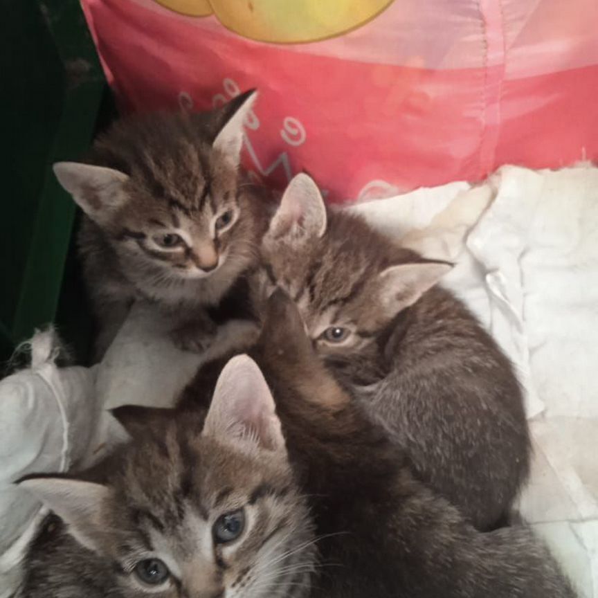 Котята от кошки крысоловки