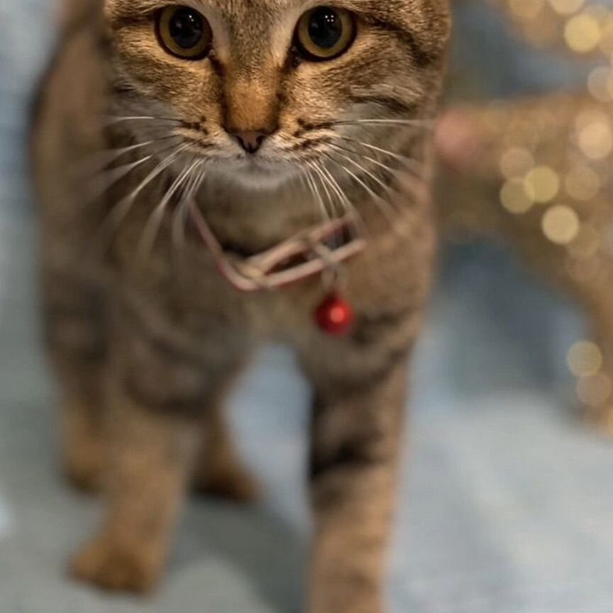 Взрослая, Девочка кошка в добрые руки