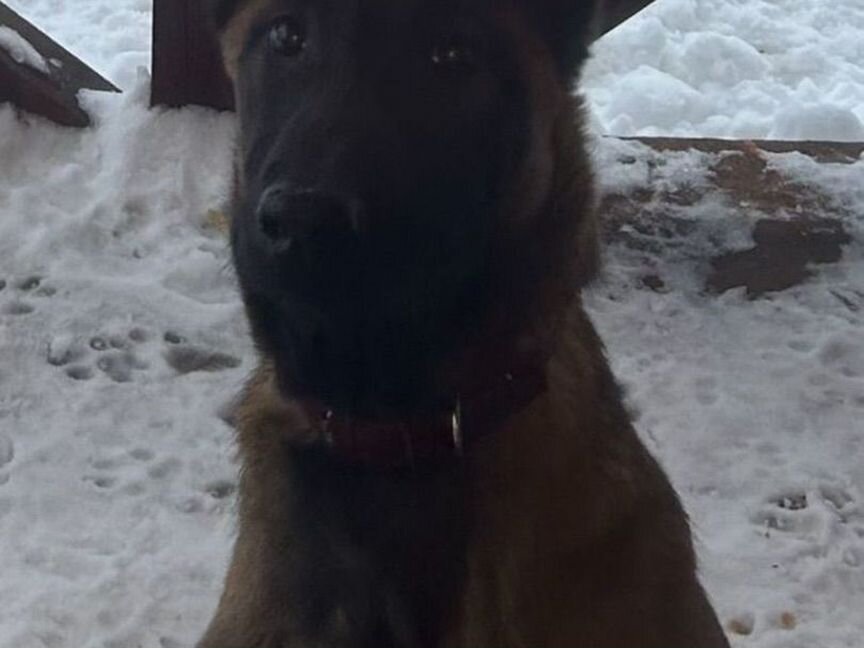 Бельгийская овчарка малинуа щенок