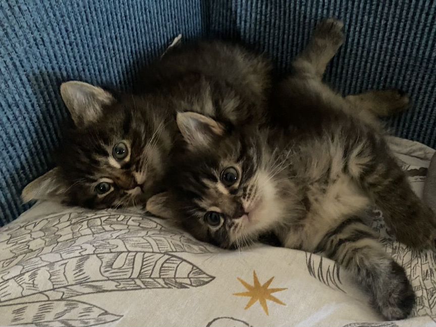 Кошки курильский бобтейл