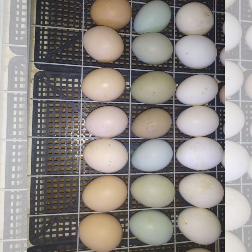 Цыплята деревенские