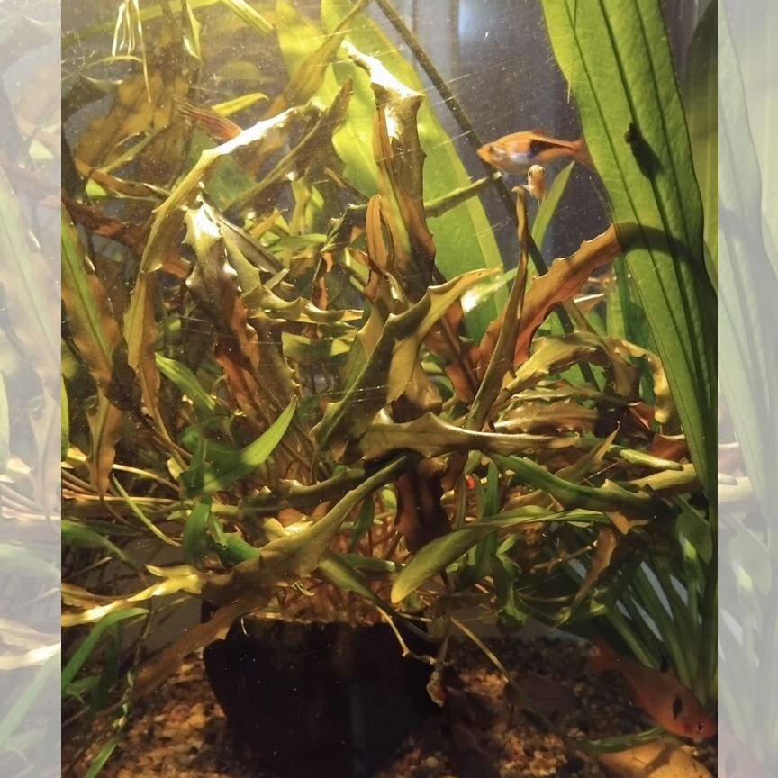 Криптокорина Вендта