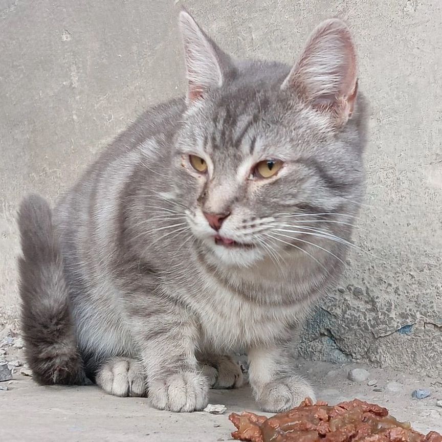 Котик в добрые руки