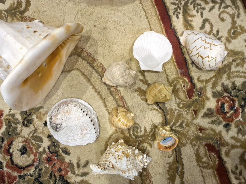 Морские ракушки раковины рапаны для аквариума