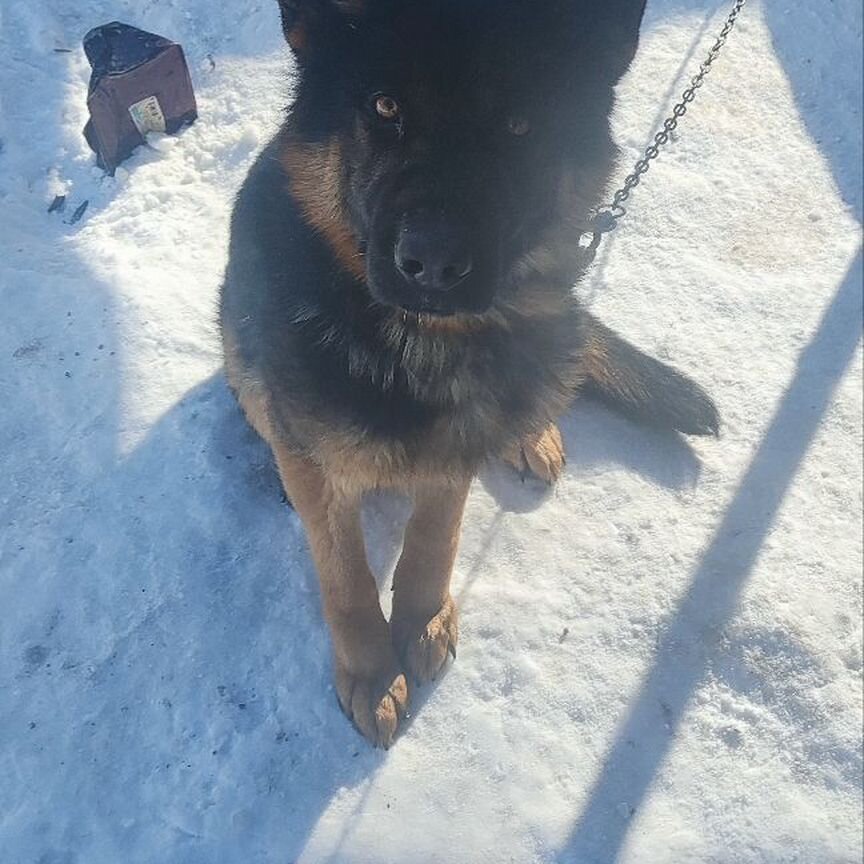 Продажа собаки