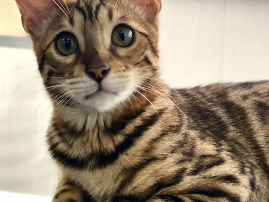 Бенгальская кошка