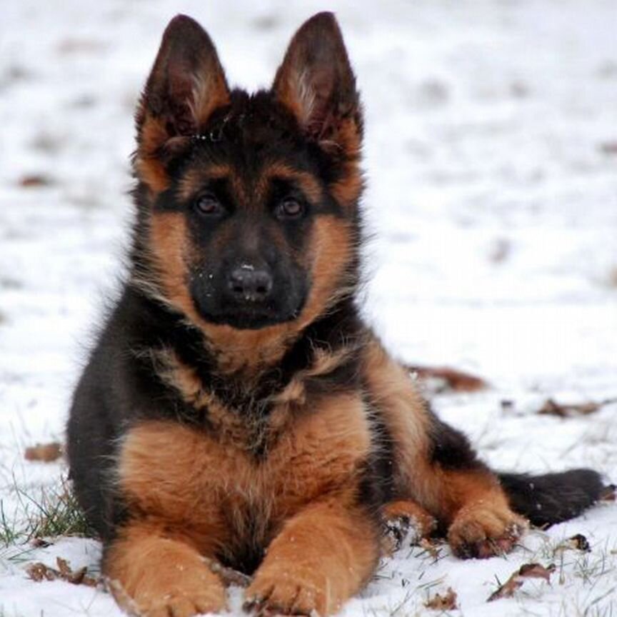 Немецкая овчарка