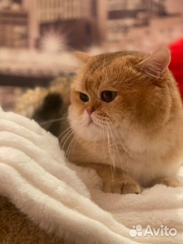 Filipp - котёнок британской золотой шиншиллы
