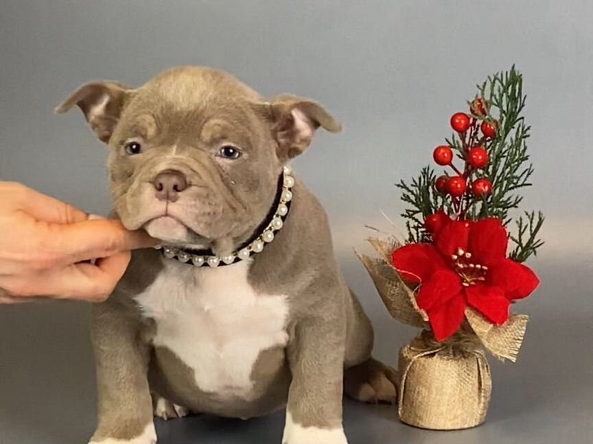 Американский булли - шикарная лилуша