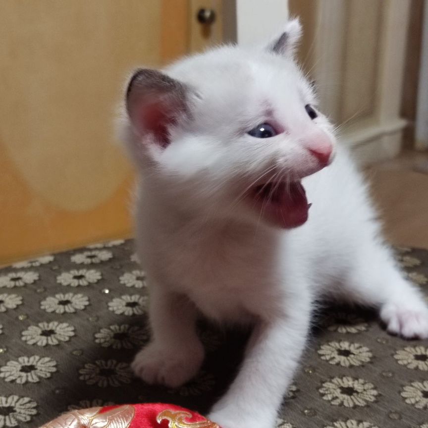 Невские маскарадные котята