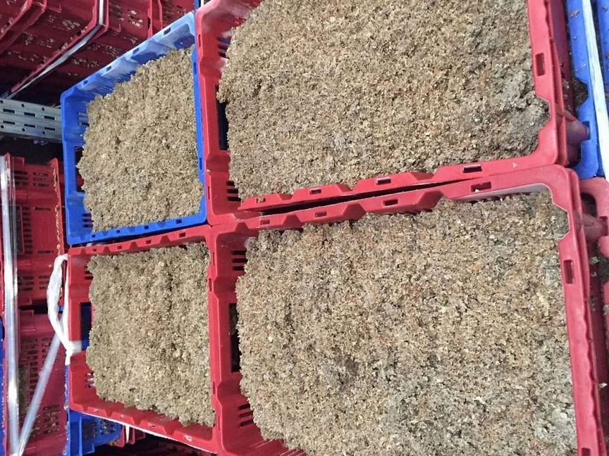 Корм для свиней и д р животных шквара