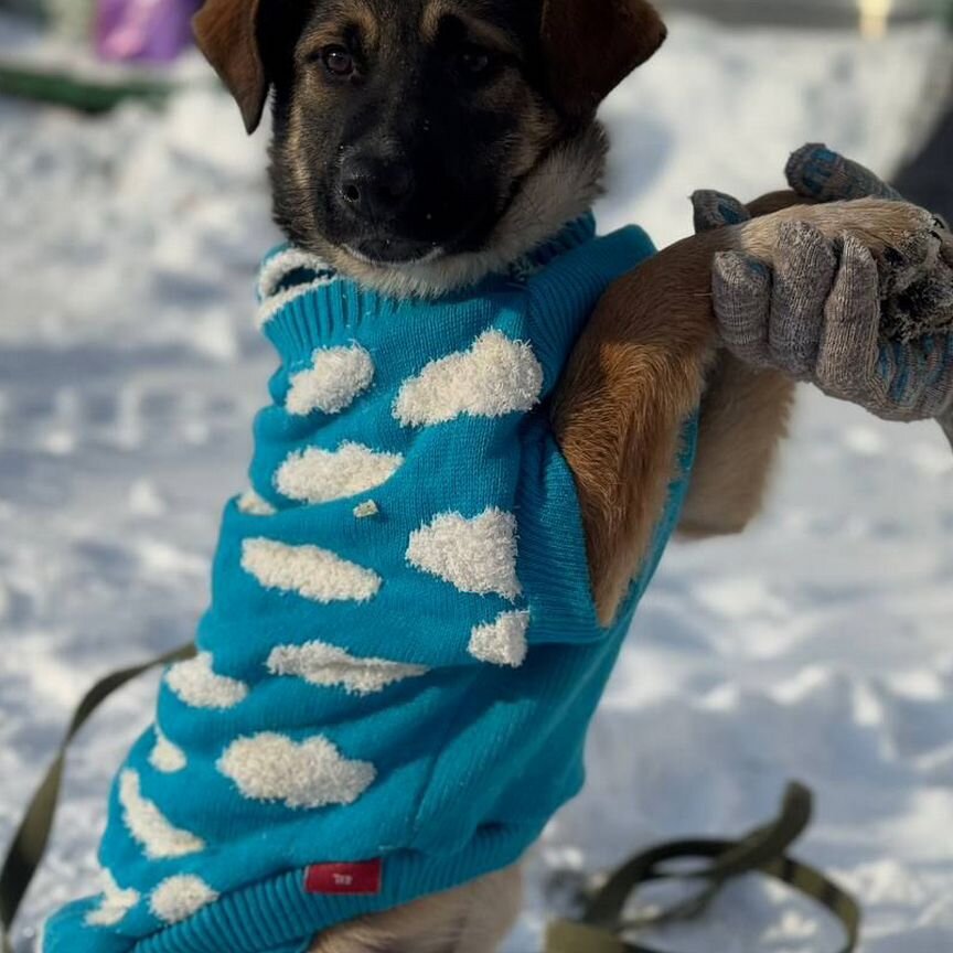 Щенок в добрые руки