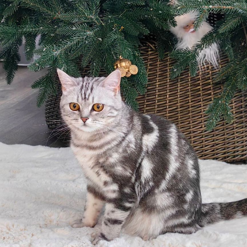 Британская короткошёрстная, взрослая кошка