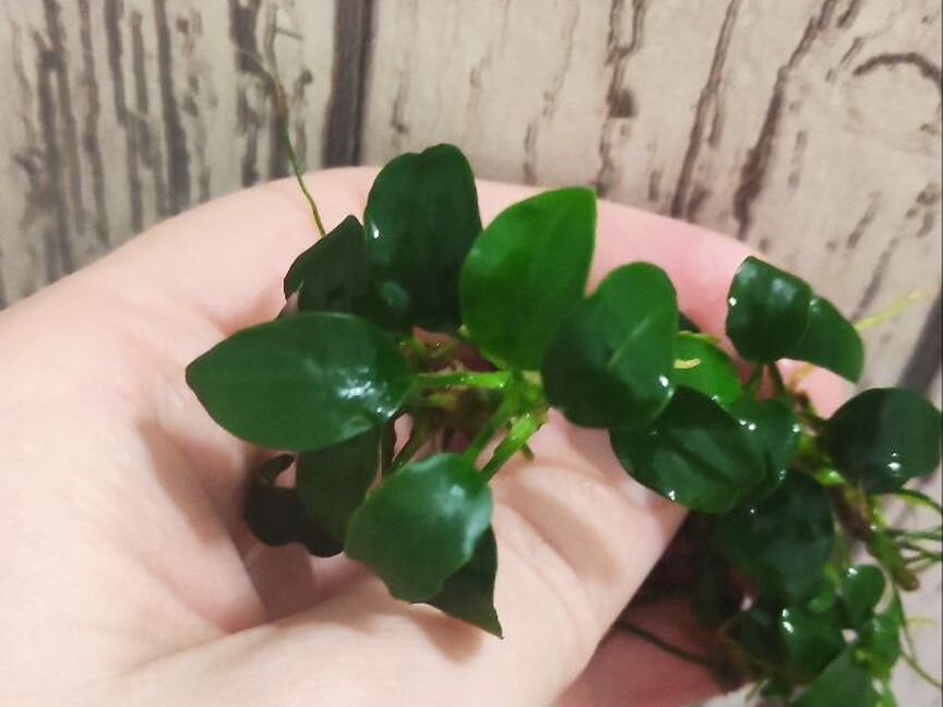 Анубиас нано петит