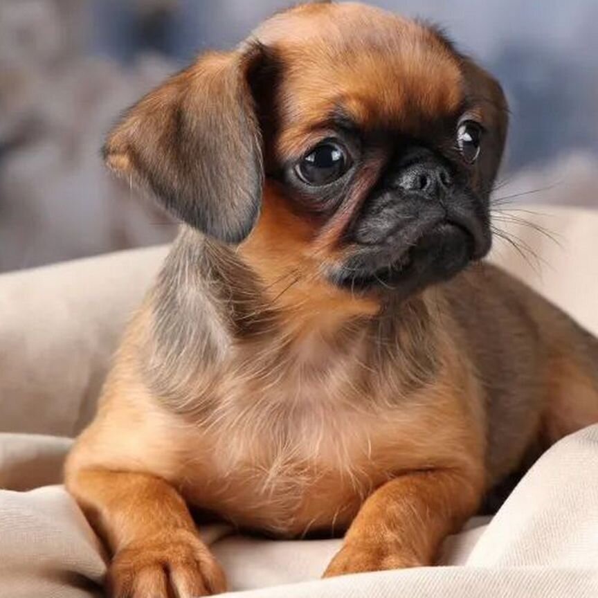 Пти-брабансон, щенок