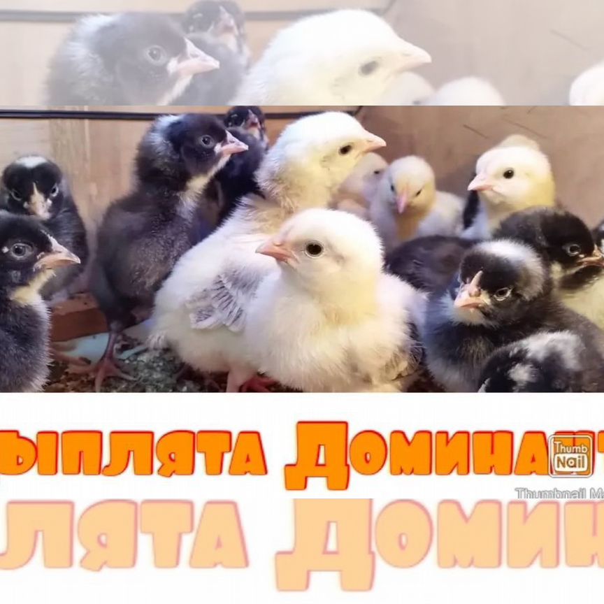 Цыплята доминант