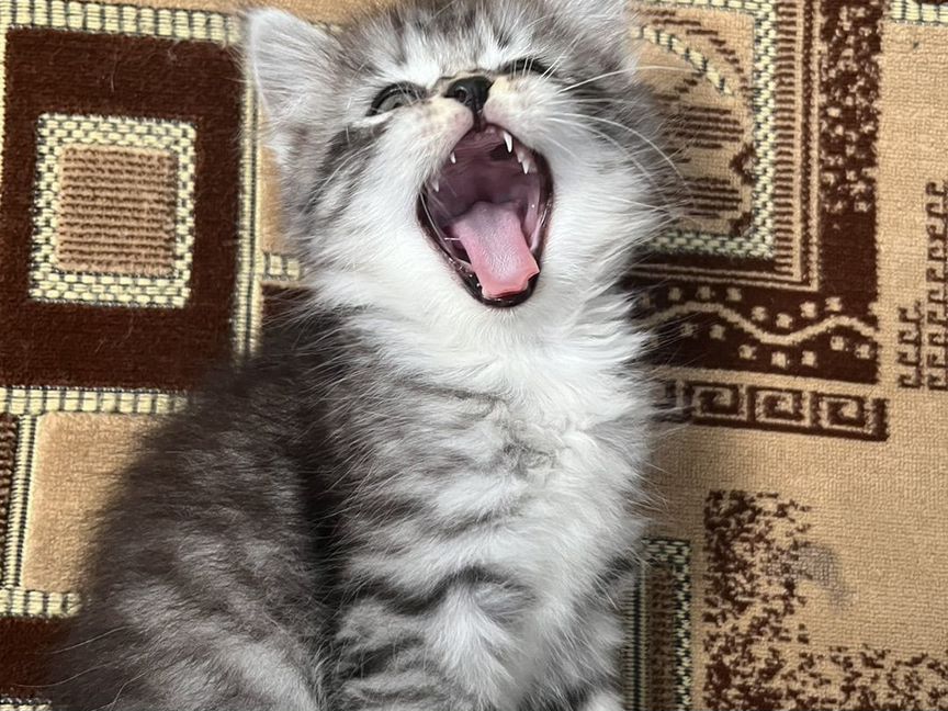 Котята