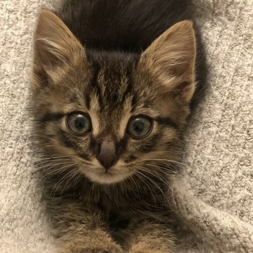 Котенок девочка Кузя 1,5 месяца