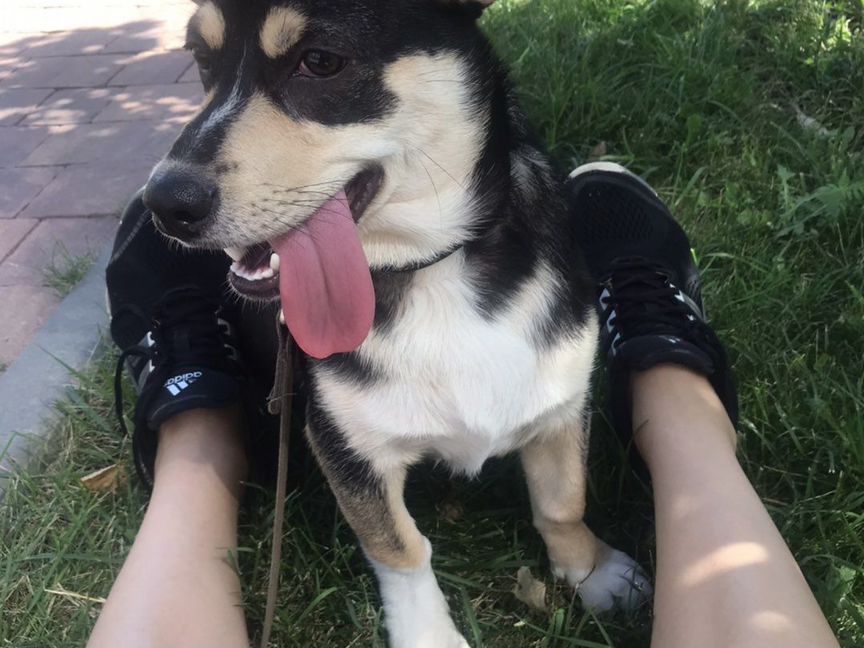 Вязка, случка собак