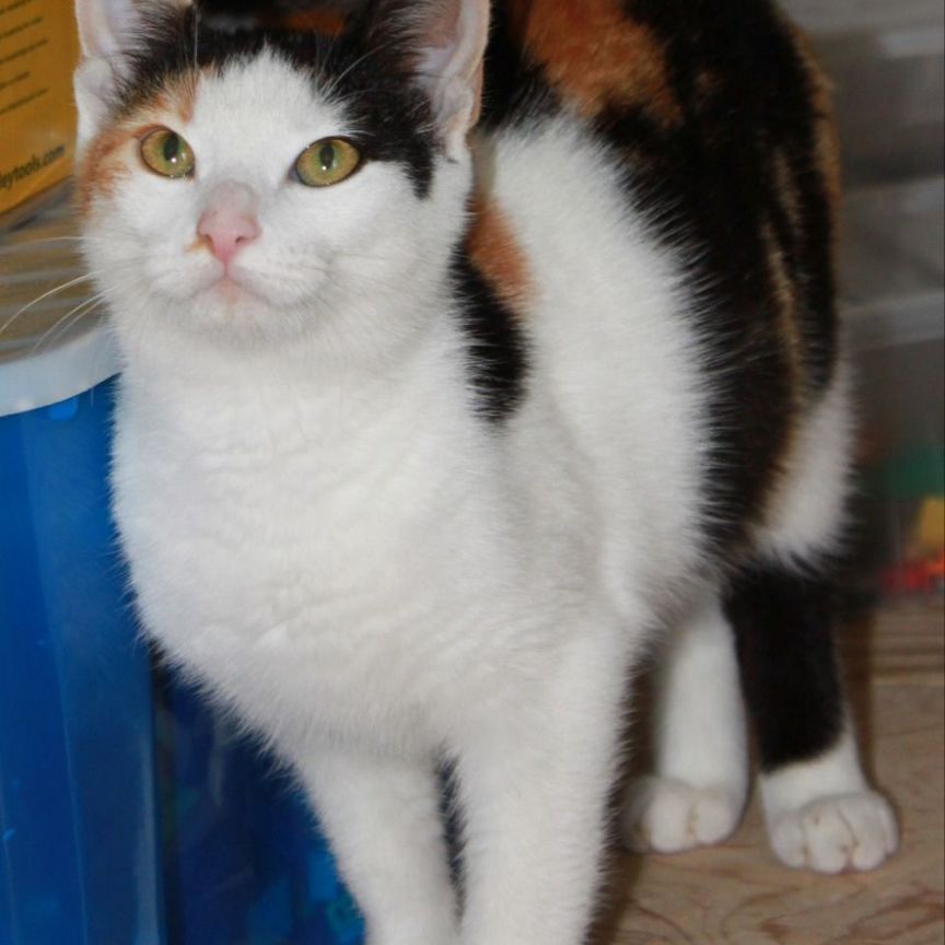 Котёнок 7 месяцев