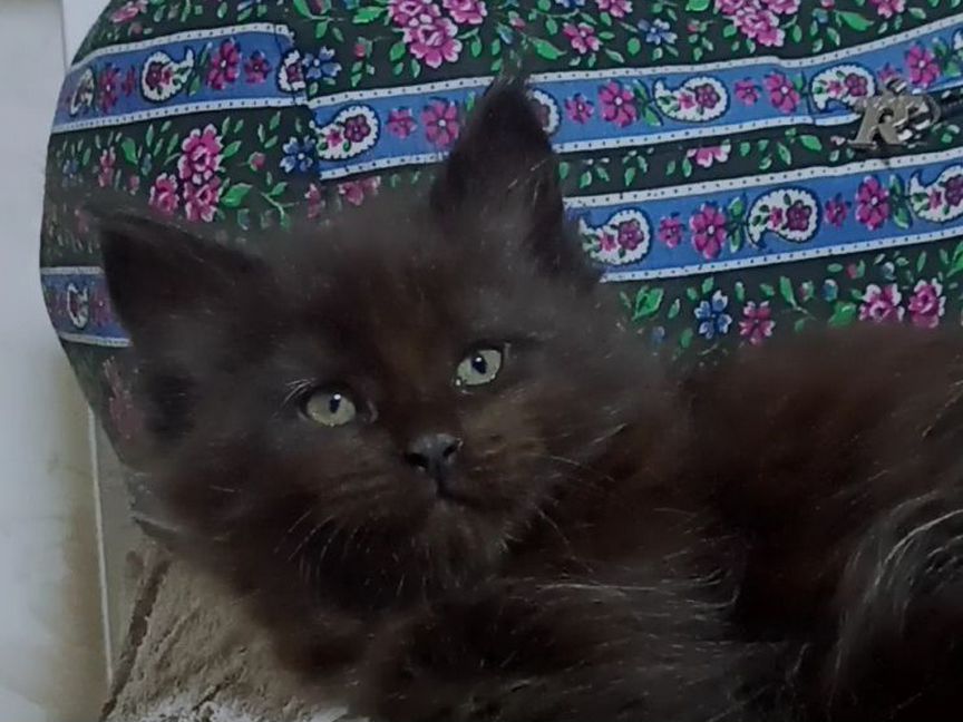 Мейн-куны черные