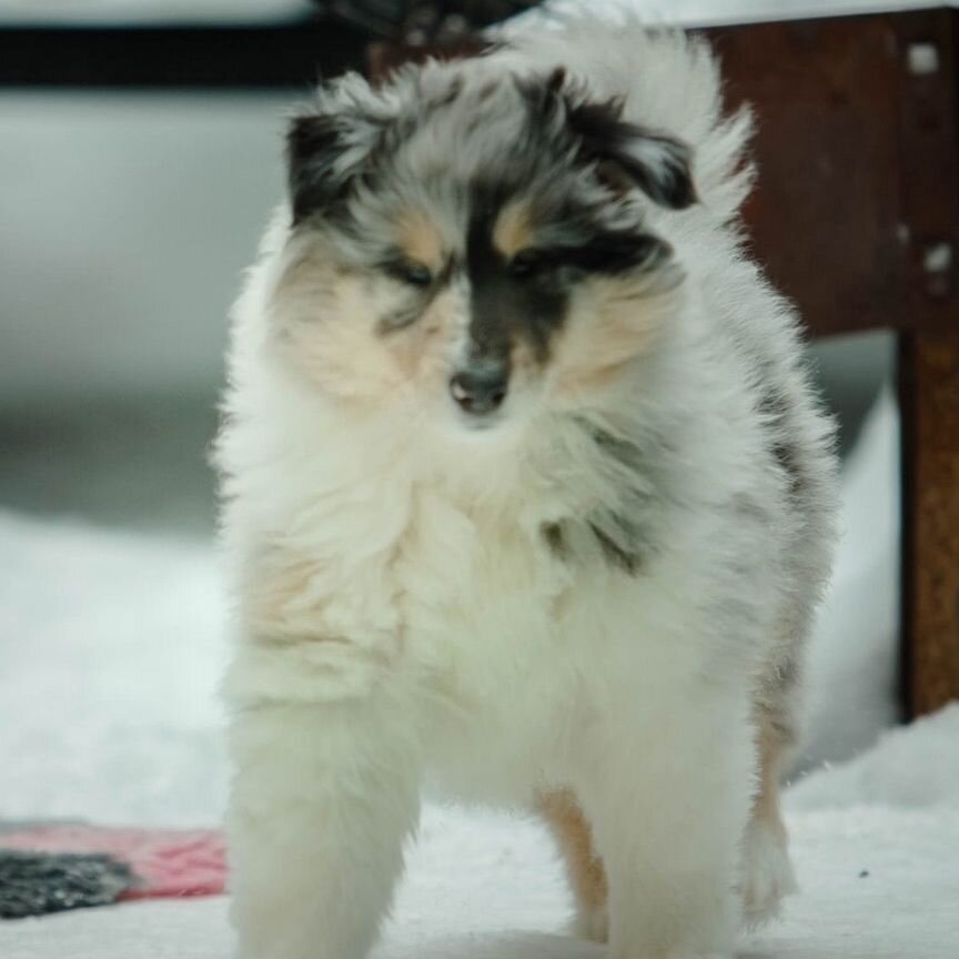 Колли, щенок