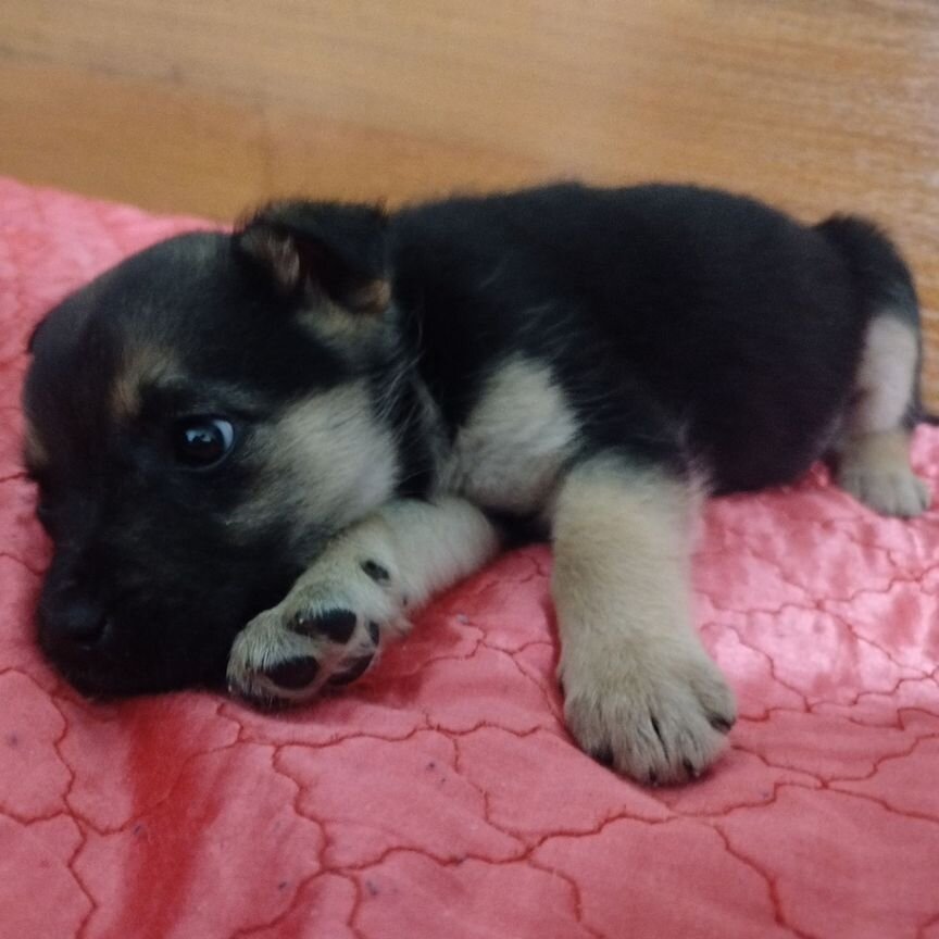 Щенок в добрые руки