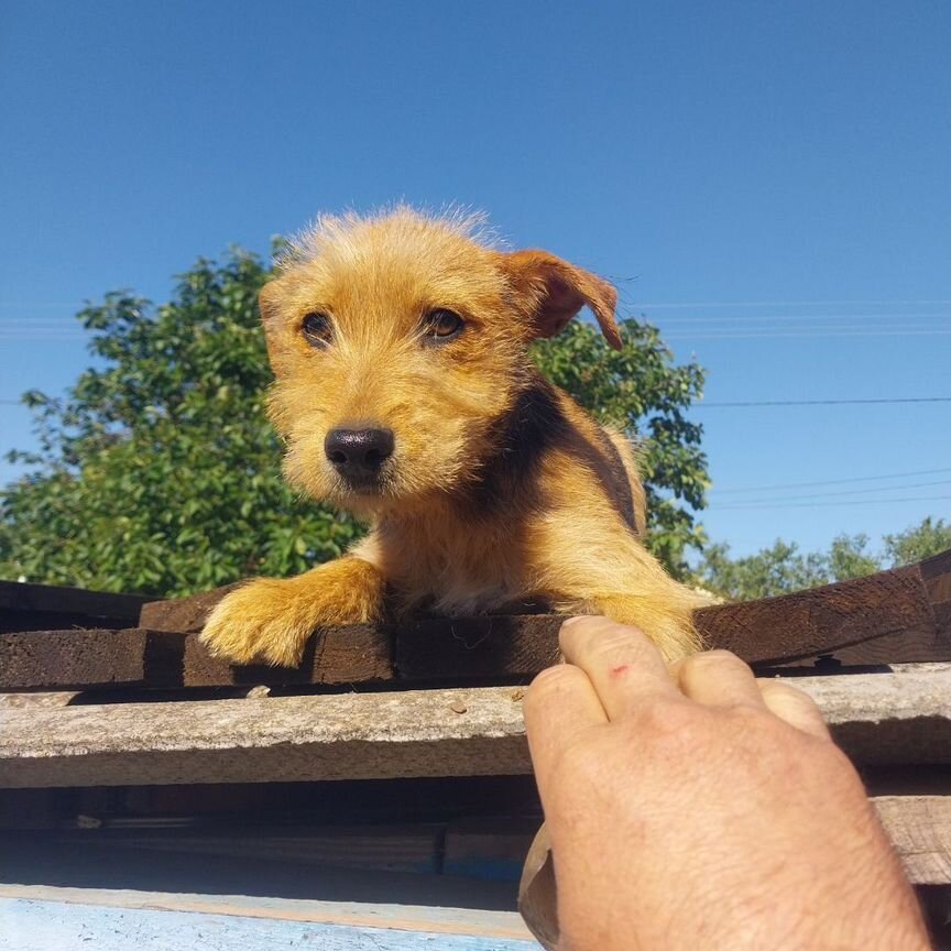 Домашние собаки