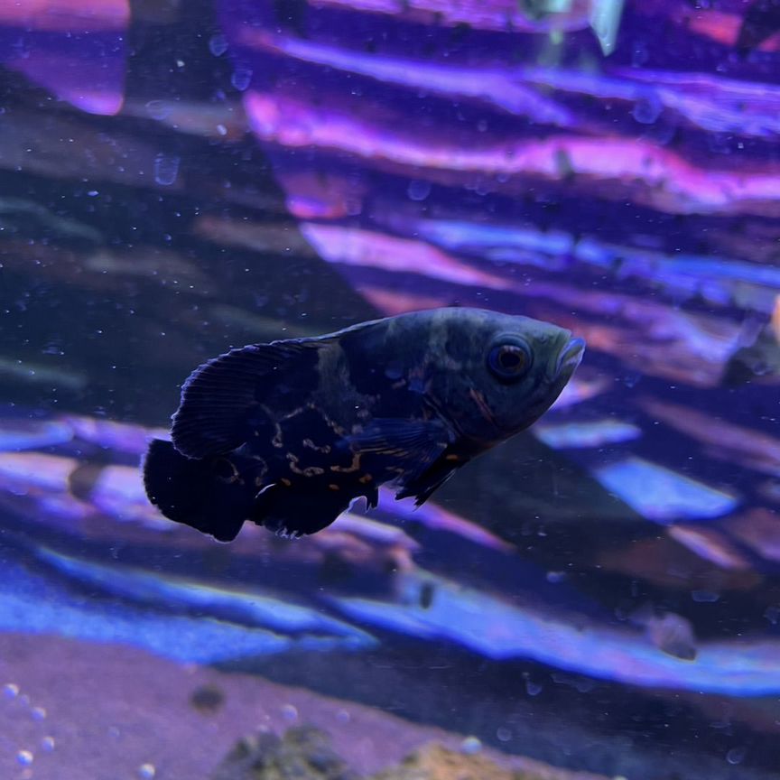 Астронотусы