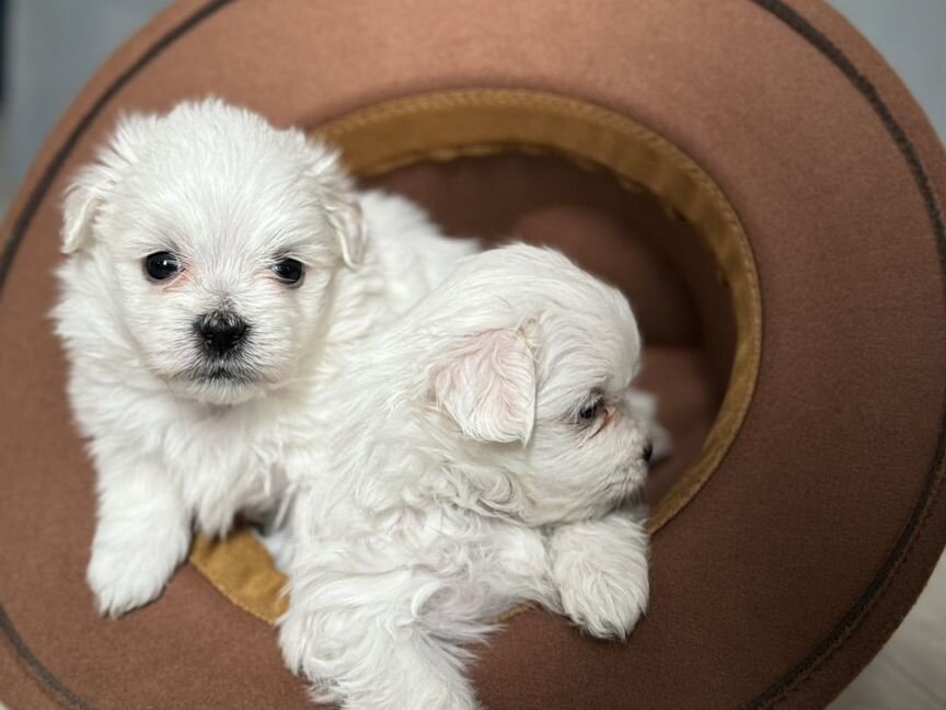 Щенки мальтипу f1 мини