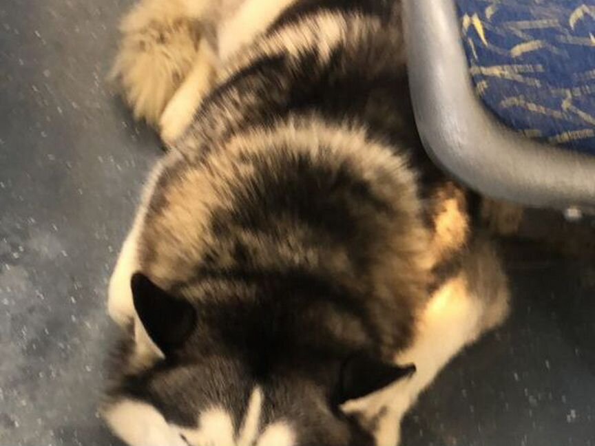 Найдена собака хаски / маламут