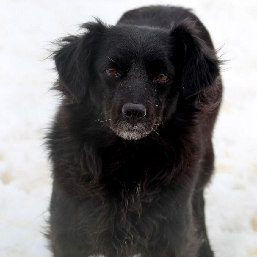 Взрослая собака в добрые руки