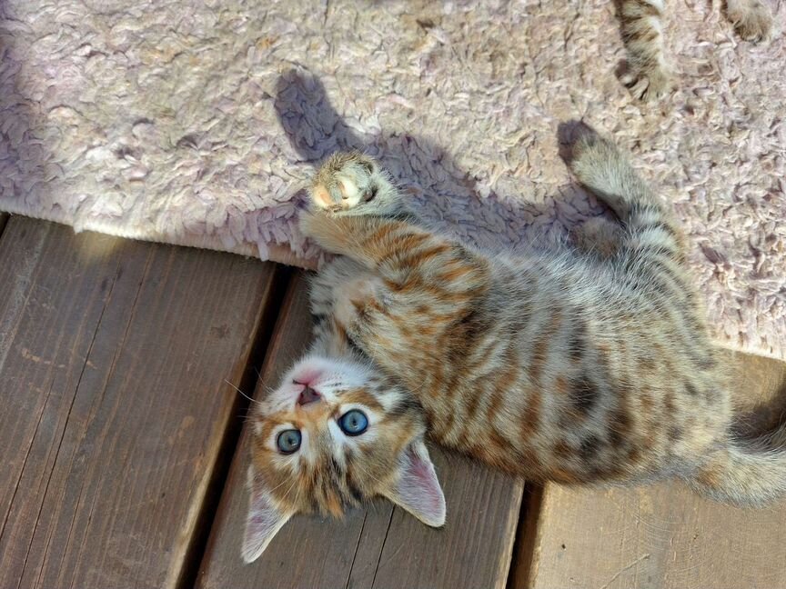 Котята от бенгальской породы