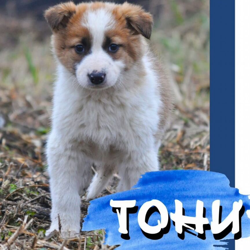 Щенки лайки из Якутии