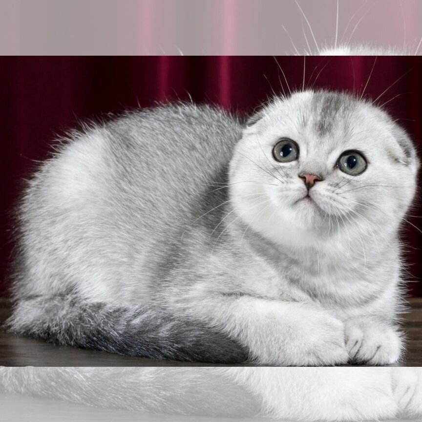 Британский короткошёрстный, взрослый кот