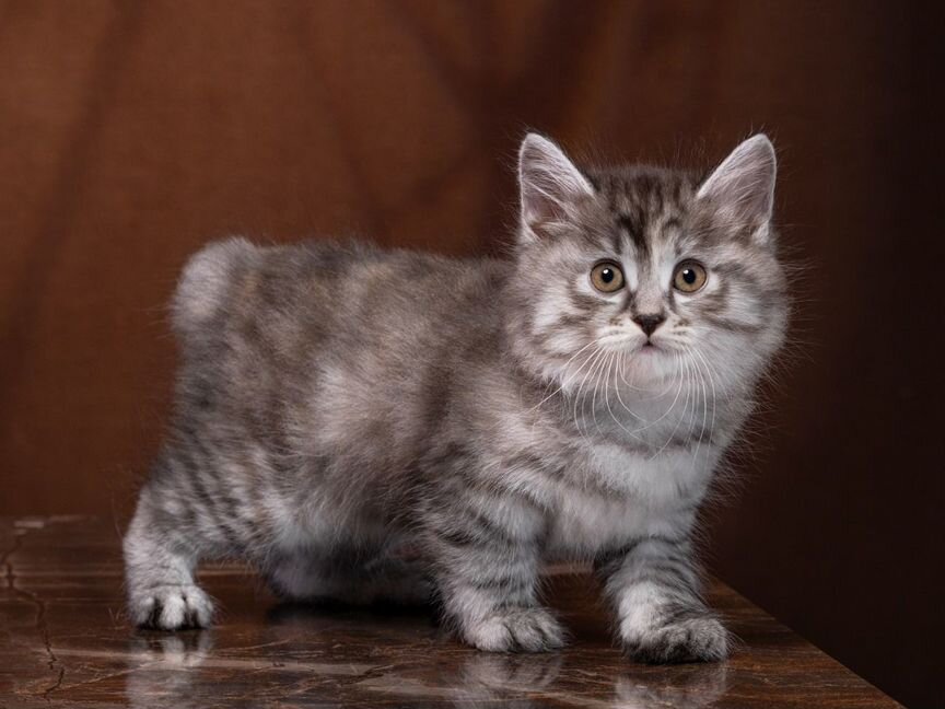Лаванда. Котёнок. Курильский бобтейл. Питомник