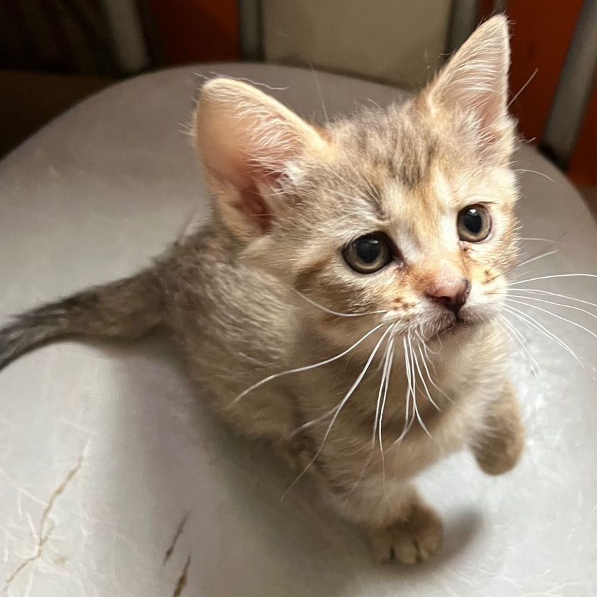 Котёнок в добрые руки