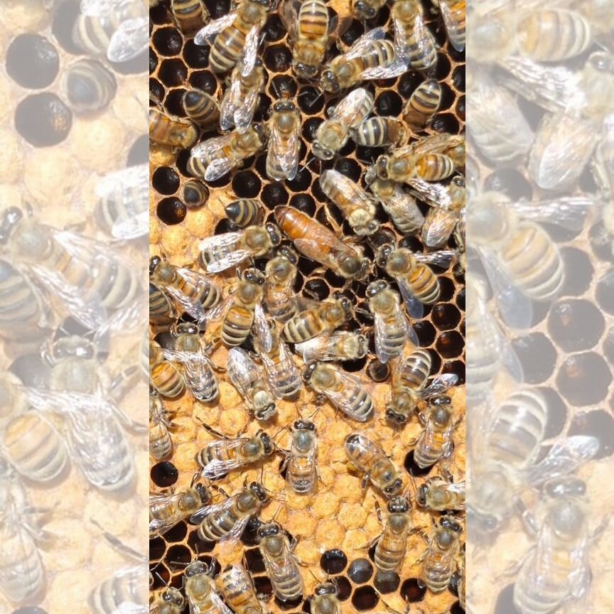 Пчеломатки